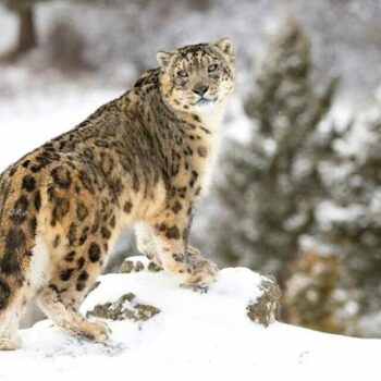 Home - International Youth Club